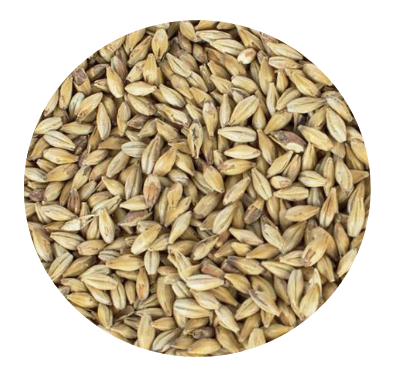 Aromatic Malt - Best Malz (per lb) – Noble Grape