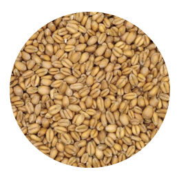 Torrified Wheat Malt - Great Western (per lb) – Noble Grape
